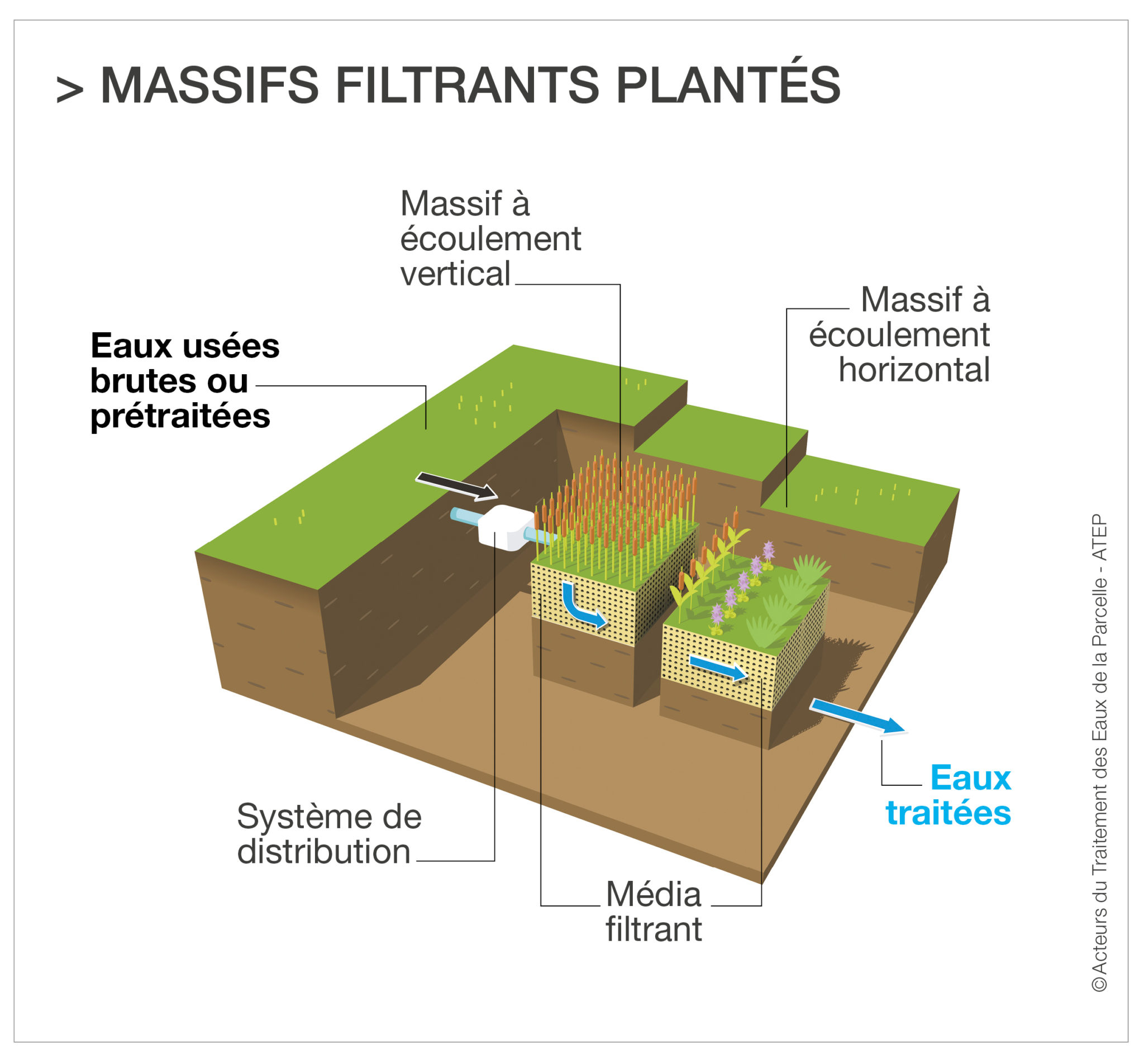 Les massifs filtrants plantés – ATEP. Acteurs du Traitement des Eaux de ...